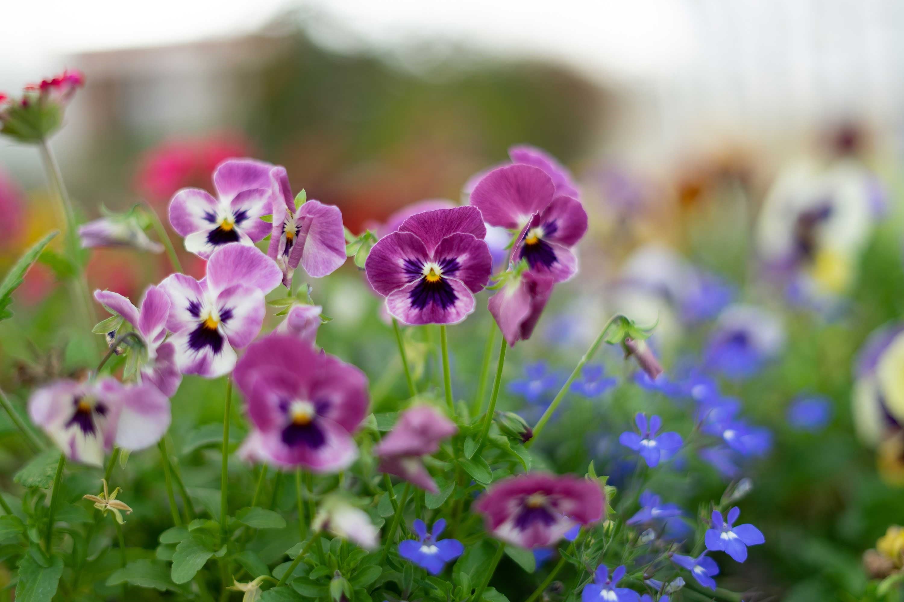 Flowering Plants – Page 2 – Rodney's Plants Plus