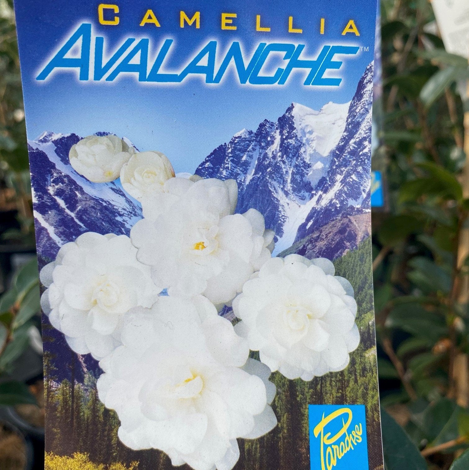 Camellia Avalanche – Rodney's Plants Plus