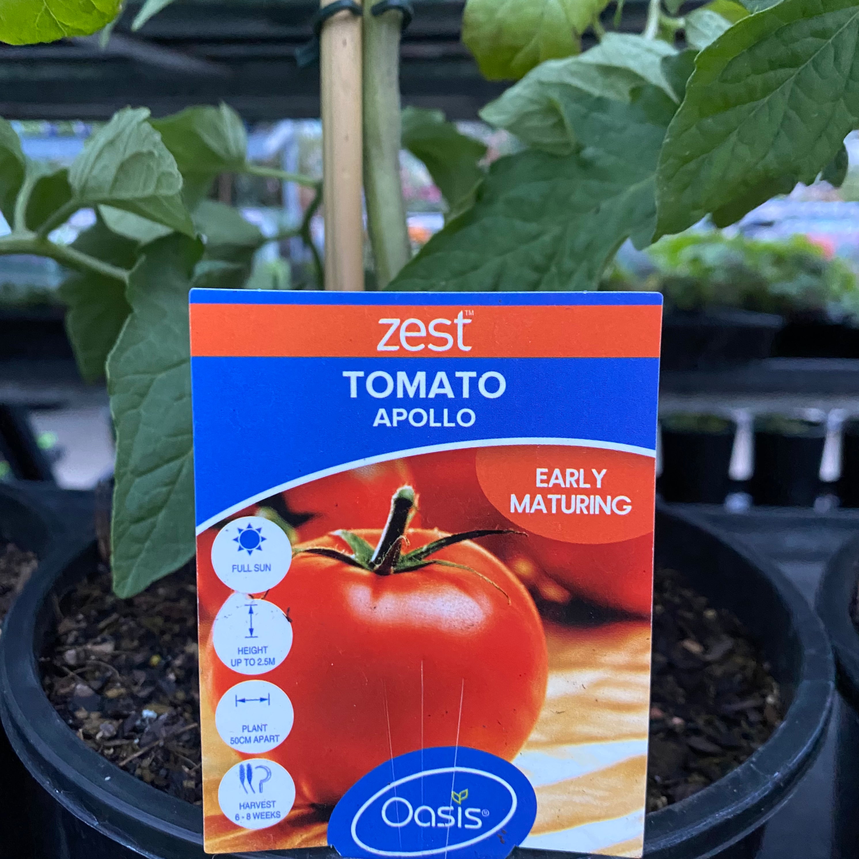 Tomato Apollo – Rodney's Plants Plus