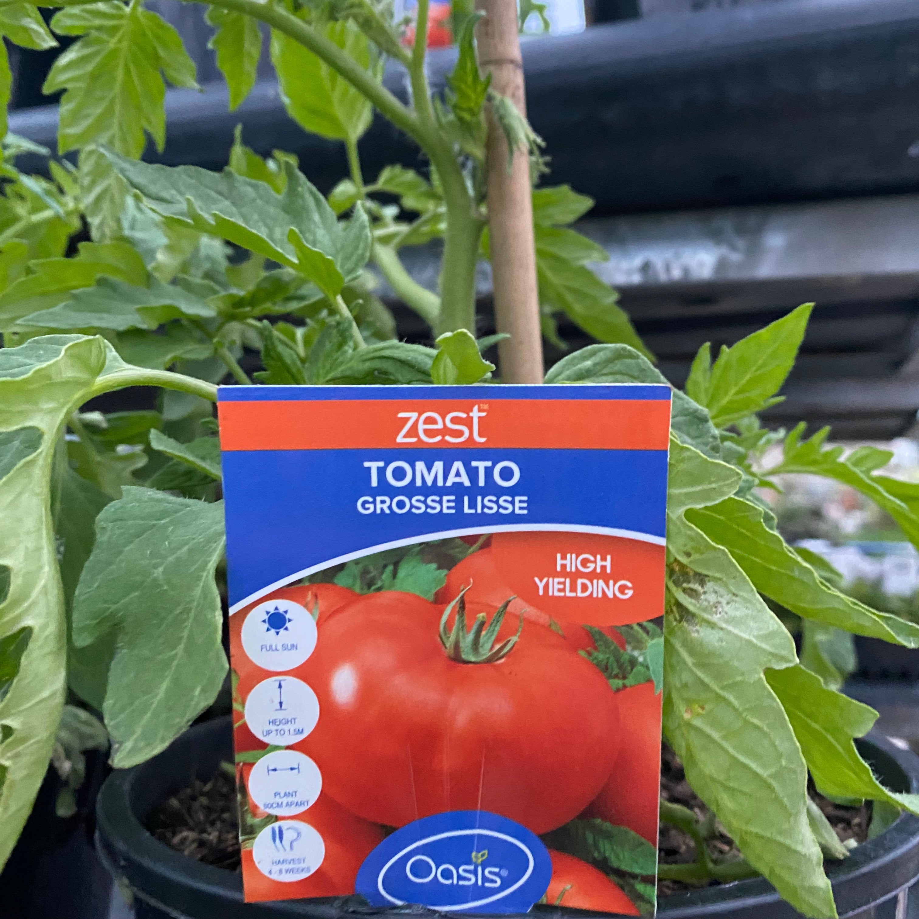 Tomato Grosse Lisse – Rodney's Plants Plus