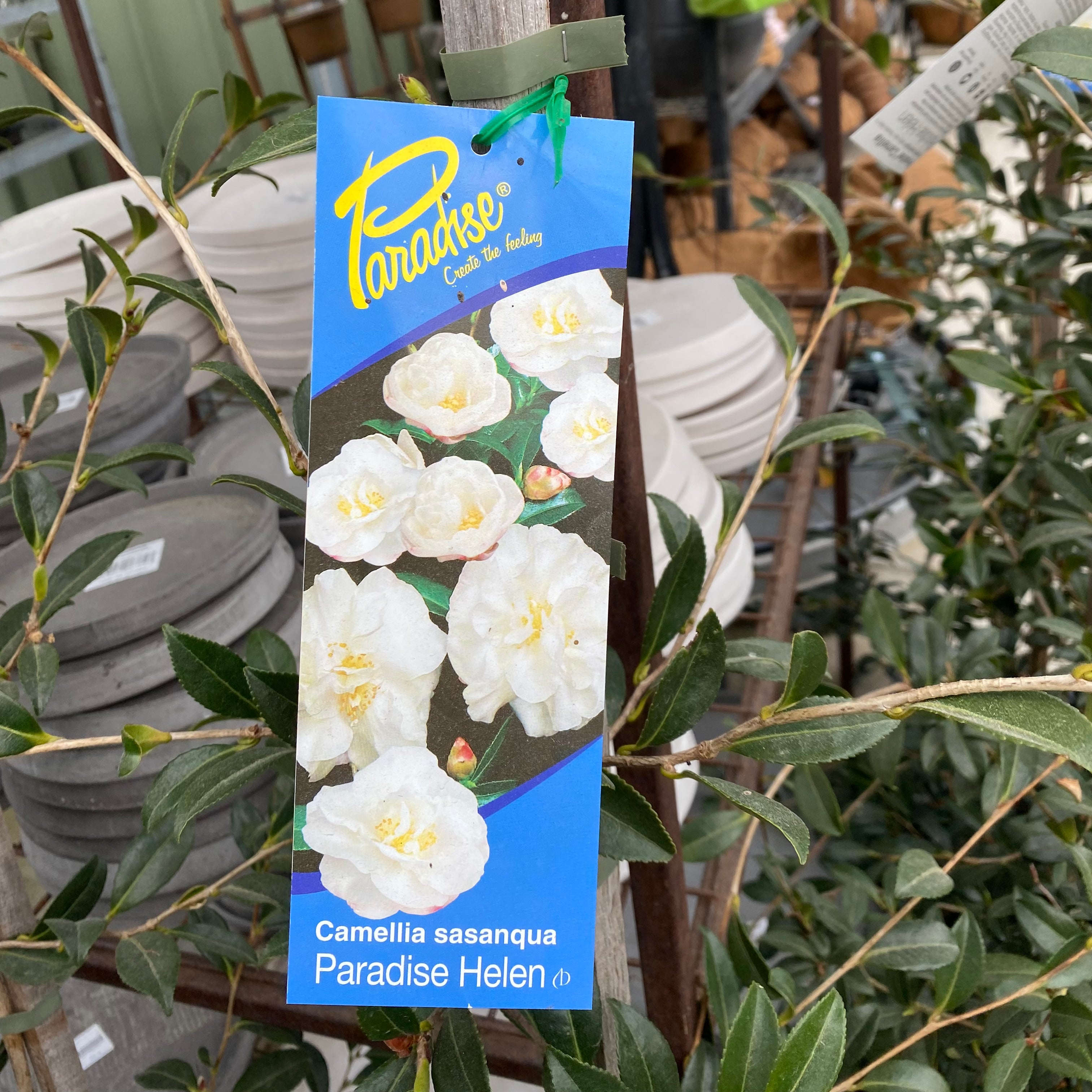 Camellia Helen – Rodney's Plants Plus
