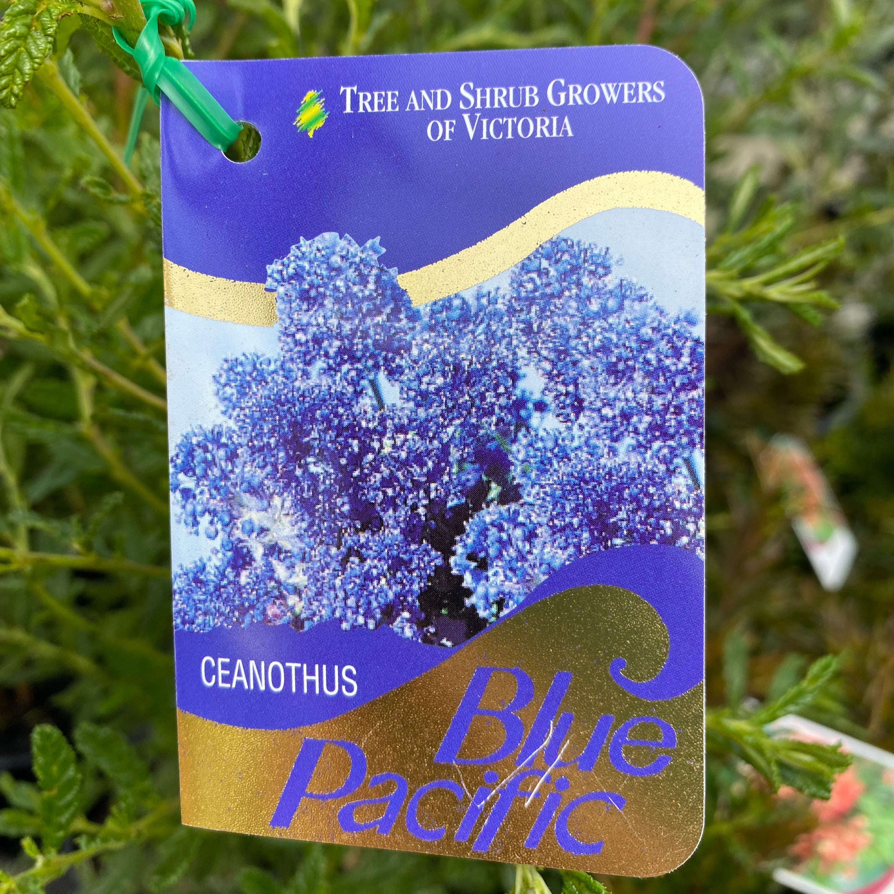 Ceanothus Blue Pacific – Rodney's Plants Plus