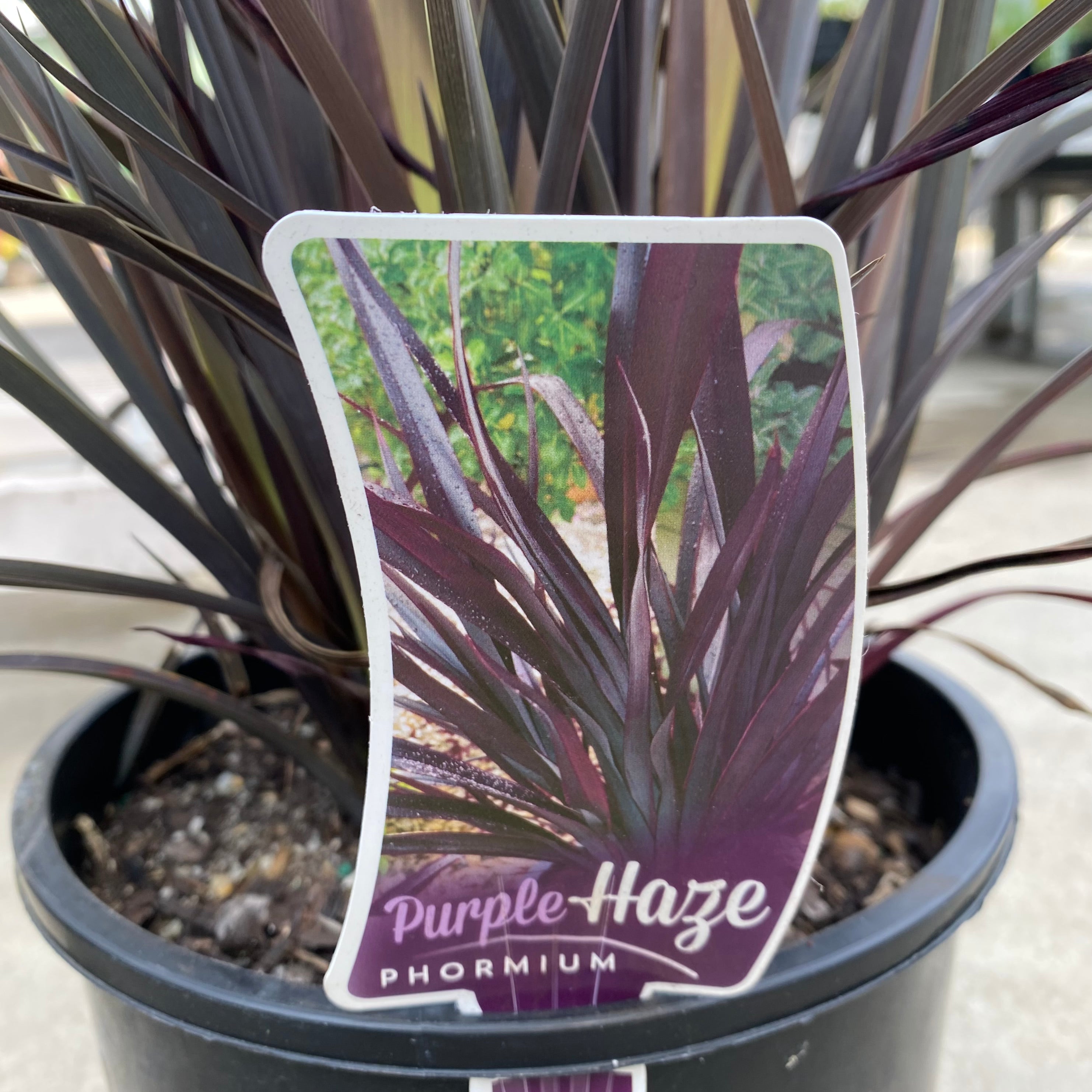Phormium Purple Haze – Rodney's Plants Plus
